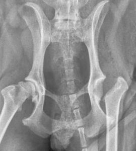 Hip Dysplasia – Colorado Canine Orthopedics