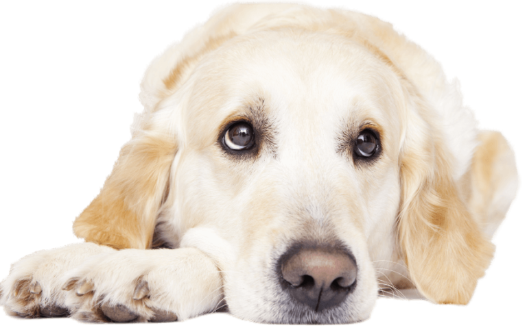 TPLO – Colorado Canine Orthopedics